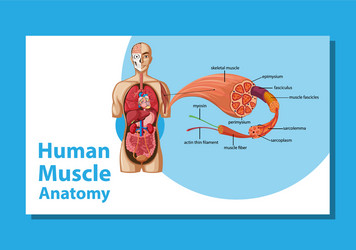 Cartoon human body parts composition Royalty Free Vector