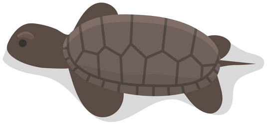 Turtle isolated on white background Royalty Free Vector