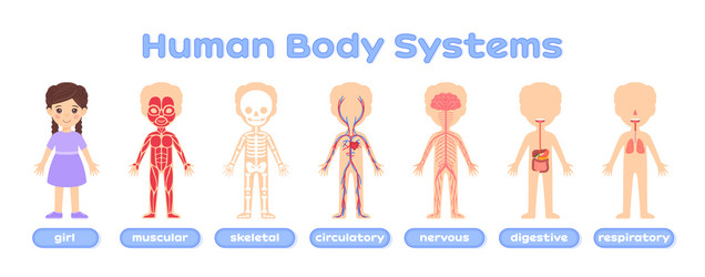Cartoon poster with a human body system Royalty Free Vector