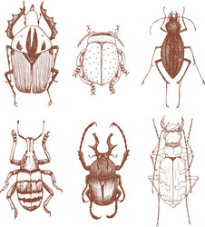 Entangle stylized black ant hand drawn termite Vector Image