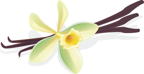 Vanilla Vector Images (over 64,000)