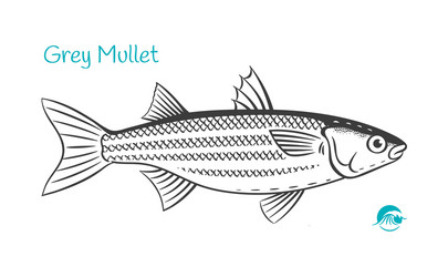 Grey mullet jumping drawing Royalty Free Vector Image