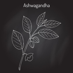 Ashwagandha Icon Vector Images (82)