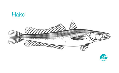 Cape hake sketch hand drawn fish hake seafood Vector Image