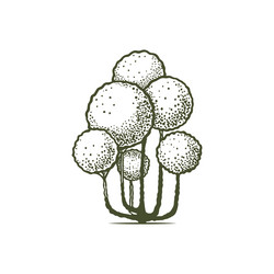 Topiary pictogram sketch shearing plants Vector Image