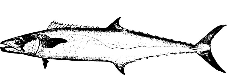 Kingfish Vector Images (over 890)