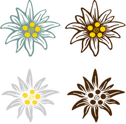 Edelweiss flower collection Royalty Free Vector Image