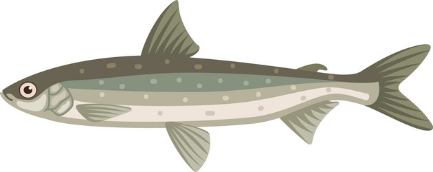 Whitefish Vector Images (over 100)