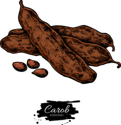 Carob superfood drawing set isolated hand Vector Image