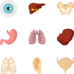 Internal body parts icons set flat style Vector Image