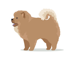 Chow cute lovely companion dog with wrinkled Vector Image