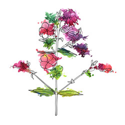 Drawing garden flowers phlox Royalty Free Vector Image