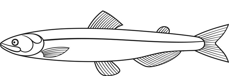 Capelin Royalty Free Vector Image - VectorStock