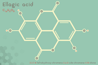 Ellagic Acid Vector Images (4)