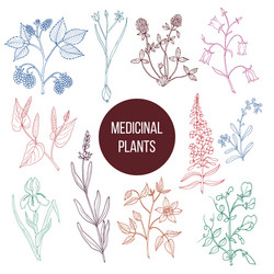Fireweed Vector Images (over 200)