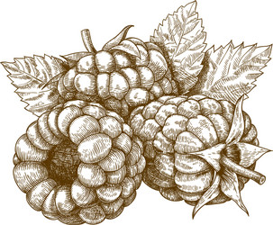 Engraving Vector Images (over 200,000)