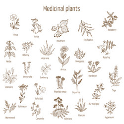 Medicinal plants hand drawn Royalty Free Vector Image