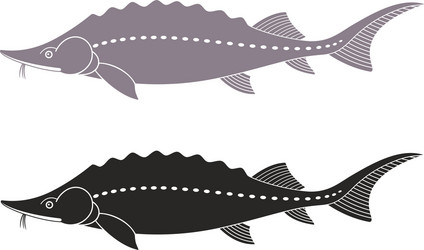 Sturgeon Royalty Free Vector Image - VectorStock