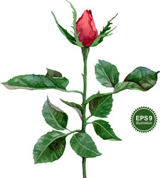 Rose Vector Images (over 280,000)