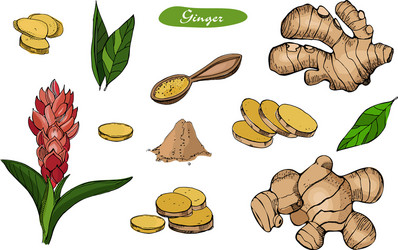 Ginger seamless hand drawn pattern root Royalty Free Vector