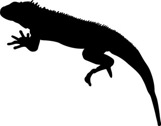 Lizard is goanna silhouette on a white background Vector Image