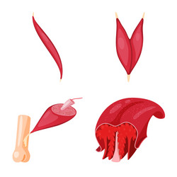 Female Muscle Structure Vector Images (over 580)