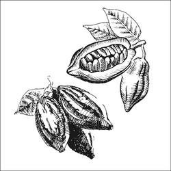 Cocoa Vector Images (over 44,000)