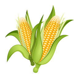 Corn Plant Vector Images (over 28,000)