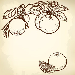 Orange Branch Vector Images (over 74,000)