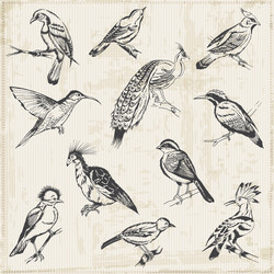 Set calligraphic hand drawn birds Royalty Free Vector Image