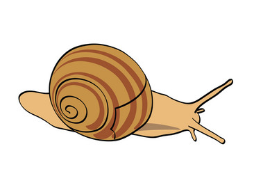 A slow snail Royalty Free Vector Image - VectorStock