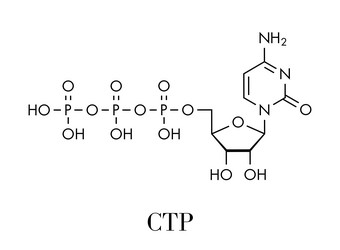 Ctp Structure