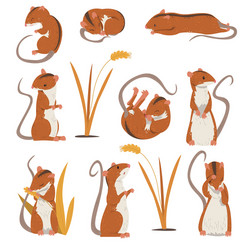 Field mouse cute fluffy red rodent animal Vector Image