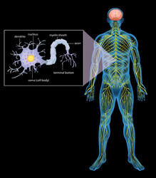 Human nervous system Royalty Free Vector Image