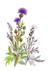 Hand drawn beautiful wildflowers isolated on white