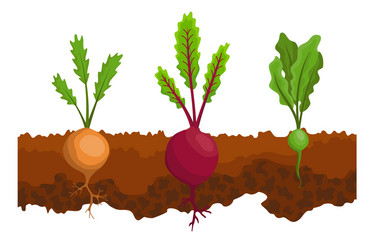 Vegetables growing from underground Royalty Free Vector