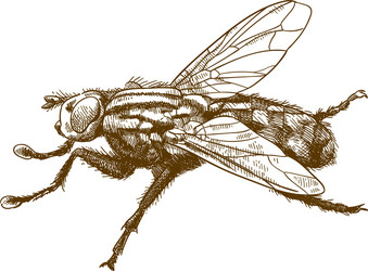 Fly Vector Images (over 800,000)