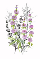 Hand drawn beautiful wildflowers isolated on white
