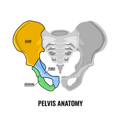 Pelvis anatomy scheme Royalty Free Vector Image