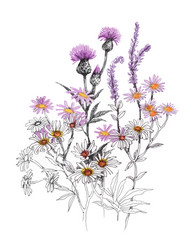 Hand drawn beautiful wildflowers isolated on white