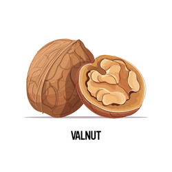 Cartoon walnut nuts in shell and peeled pieces Vector Image