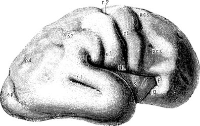 Fetus Brain Vector Images (over 100)