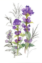 Hand drawn beautiful wildflowers isolated on white