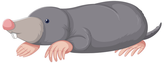 Cartoon cute mole Royalty Free Vector Image - VectorStock