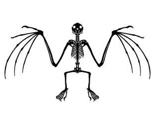 Bat skeleton with wings svg Royalty Free Vector Image