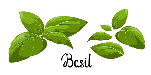 Basil leaves Royalty Free Vector Image - VectorStock