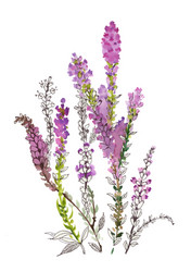 Hand drawn beautiful wildflowers isolated on white