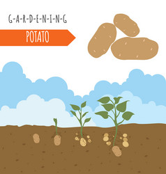 Potato plant Royalty Free Vector Image - VectorStock