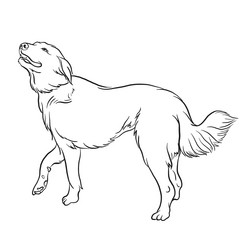 Line Sketch Dog Running Vector Images (over 150)