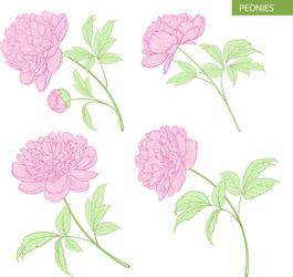 Peony flower Royalty Free Vector Image - VectorStock
